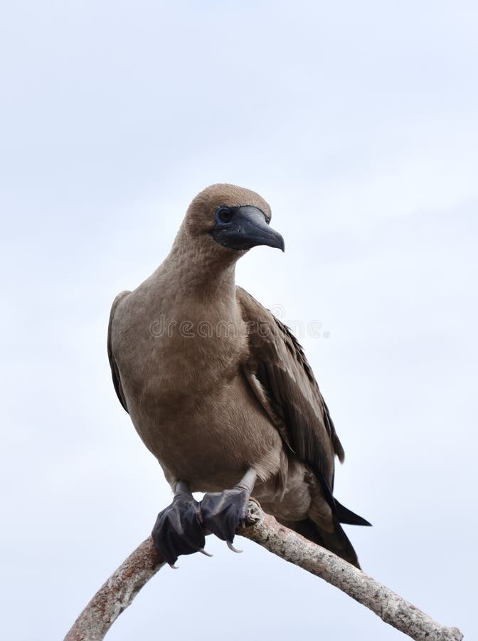 Brown Juvenile Red-footed Booby Bird Sula Sula Stock Photo - Image of ...