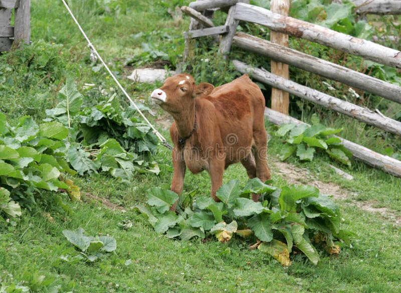 Braunes Kalb Auf Dem Feld Eine Braune, Auf Dem Feld Stehende Kuh ...