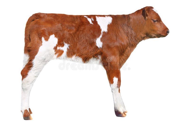 Braunes Kalb Mit Kuh in Der Farm Stockbild - Bild von molkerei ...