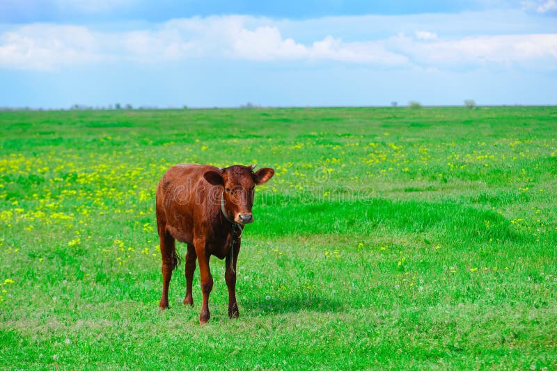 Braunes Kalb Auf Dem Feld Eine Braune, Auf Dem Feld Stehende Kuh ...