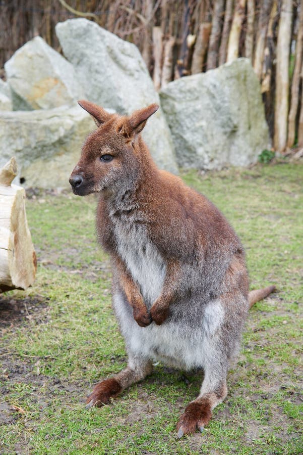 Big Brown Kangaroo Mom with a Cute Baby in Her Bag Stock Photo - Image ...