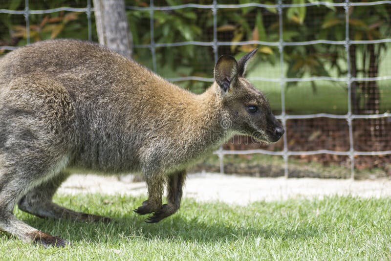 Kangaroo jump stock image. Image of leap, ground, nature - 4915597
