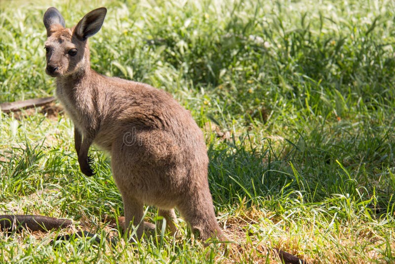 Big Brown Kangaroo Mom With A Cute Baby In Her Bag Stock Photo - Image ...