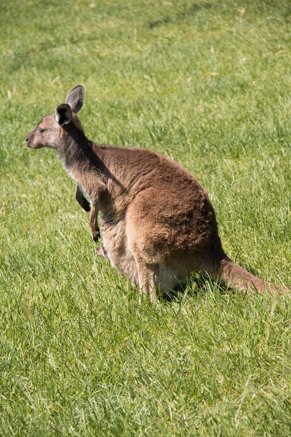 Brown Kangaroo in Wildlife Conservation, Australia. Stock Image - Image ...