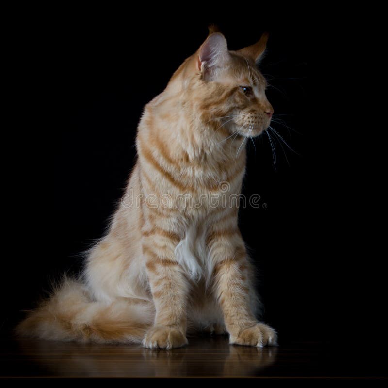 14,098 Katze Die Zur Seite Schaut Fotos - Kostenlose und Royalty-Free ...