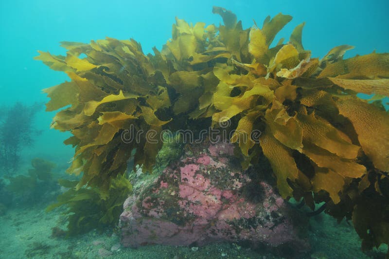 Brown Kelp on Large Boulder Stock Image - Image of weed, bottom: 78804953