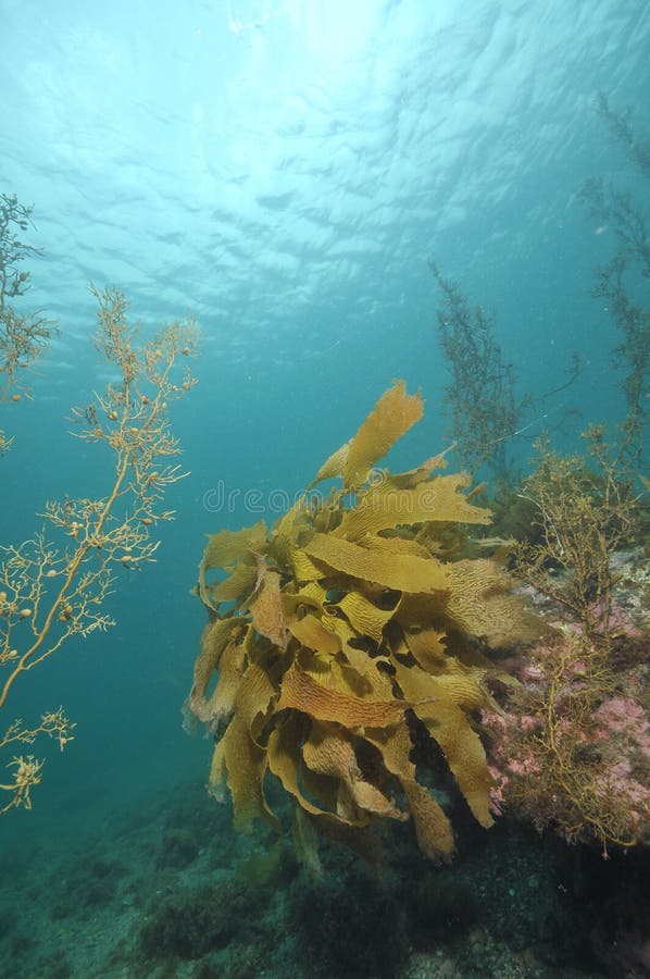 Brown kelp and seaweed stock image. Image of freediving - 65098967