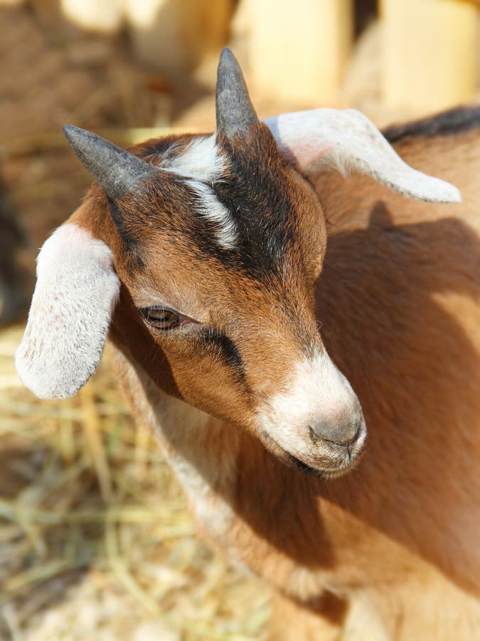 Brown Kid stock image. Image of look, white, black, curious - 40082947