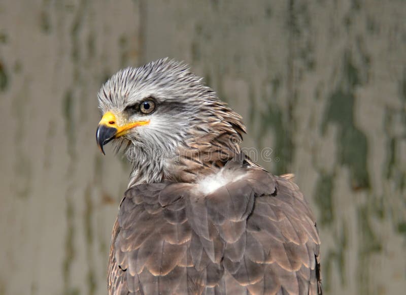 Brown kite stock image. Image of festival, cloud, play - 121469915