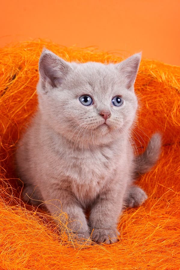 Brown british cat stock image. Image of pedigreed, baby - 118140073