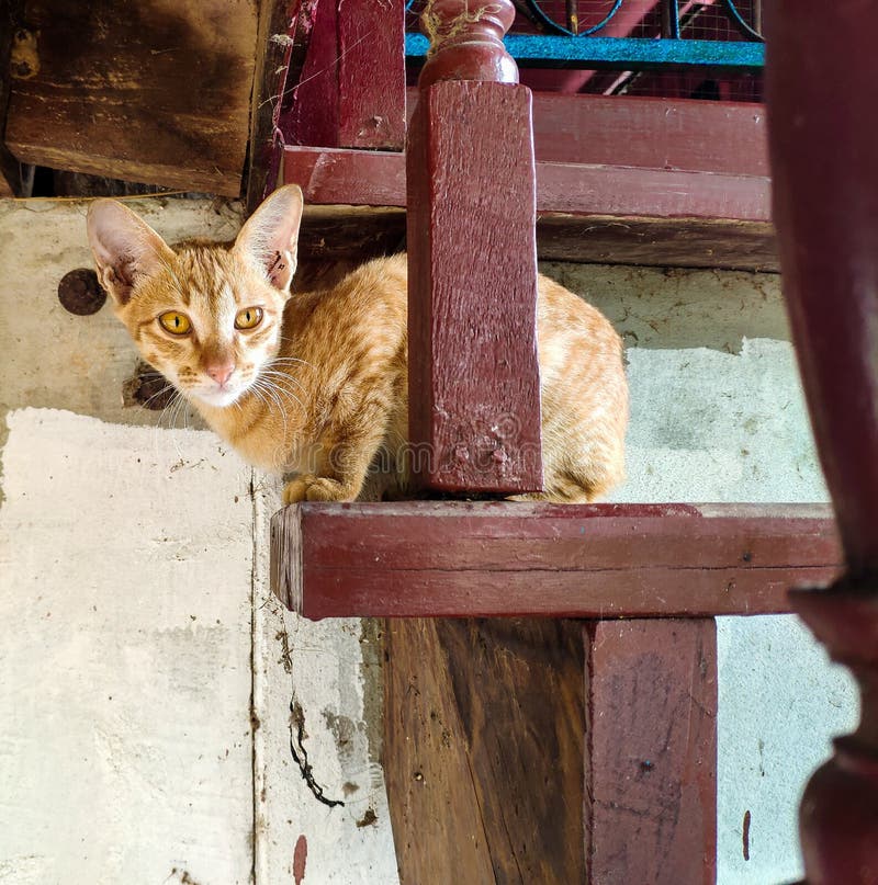 Brown Kitten Cat Sitting on the Steps Stock Image - Image of steps ...