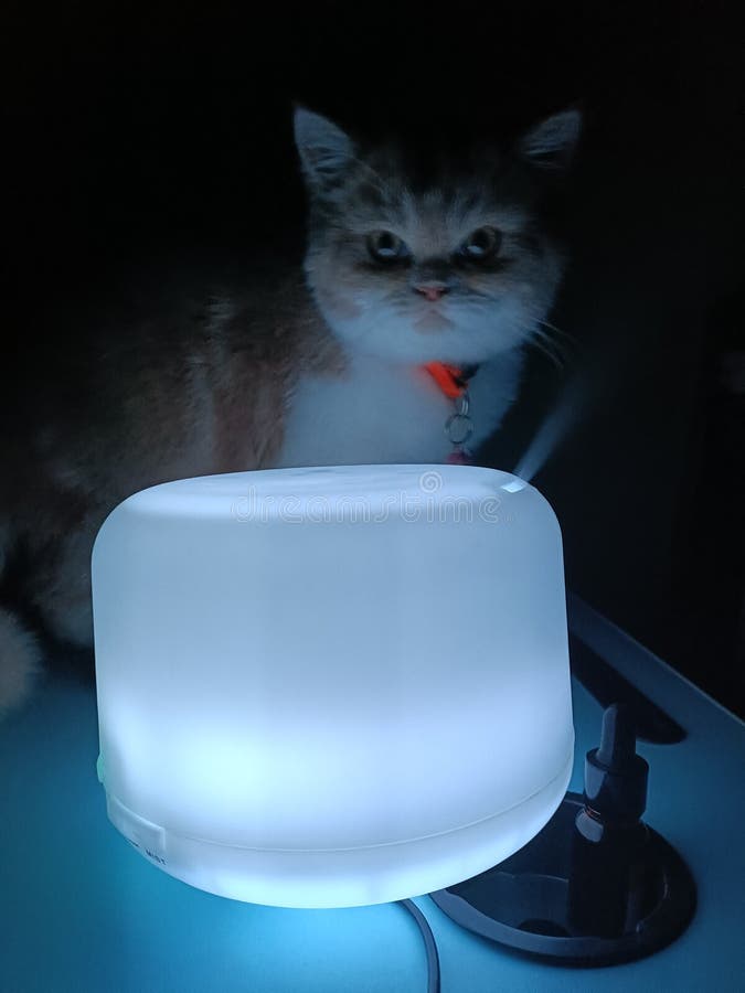 Brown Kitten Humidifier Scary Stock Image - Image of scary, humidifier ...