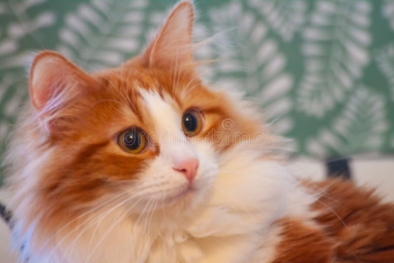 Brown Kitten Looks Up To the Right in the Apartment Stock Image - Image ...
