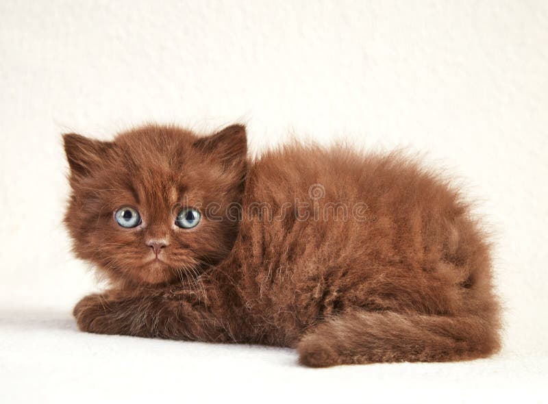Brown kitten stock photo. Image of baby, plaid, sweet - 58182058