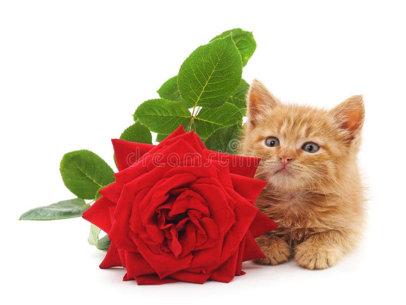 Brown kitten and red rose stock photo. Image of abstract - 144198396