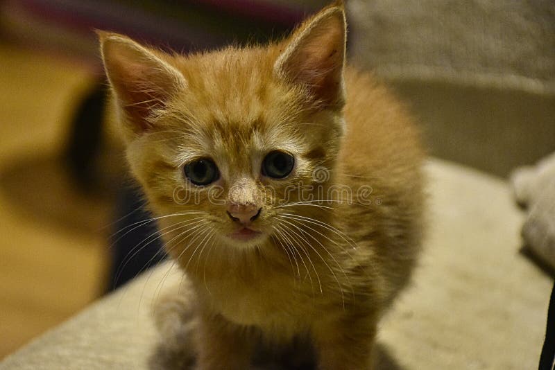 Brown Kitten with Scared Look Stock Photo - Image of brown, kitten ...