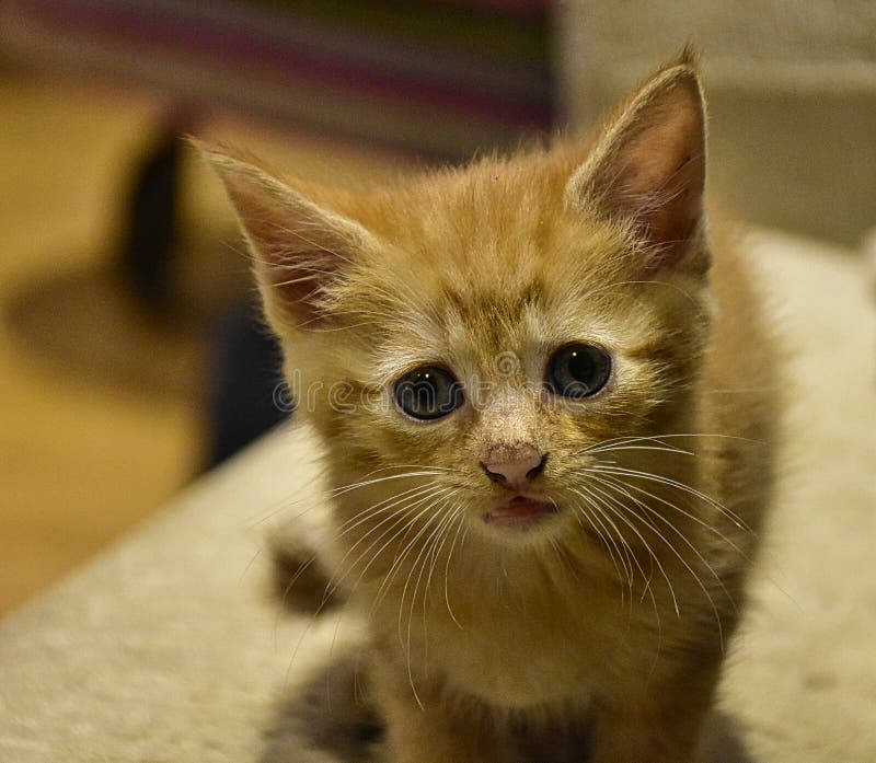 Brown Kitten with Scared Look Stock Photo - Image of surprise, kitten ...