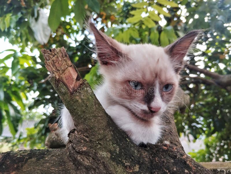 Brown Kitten Sit on Tree Branch with Leaves Background Stock Image ...