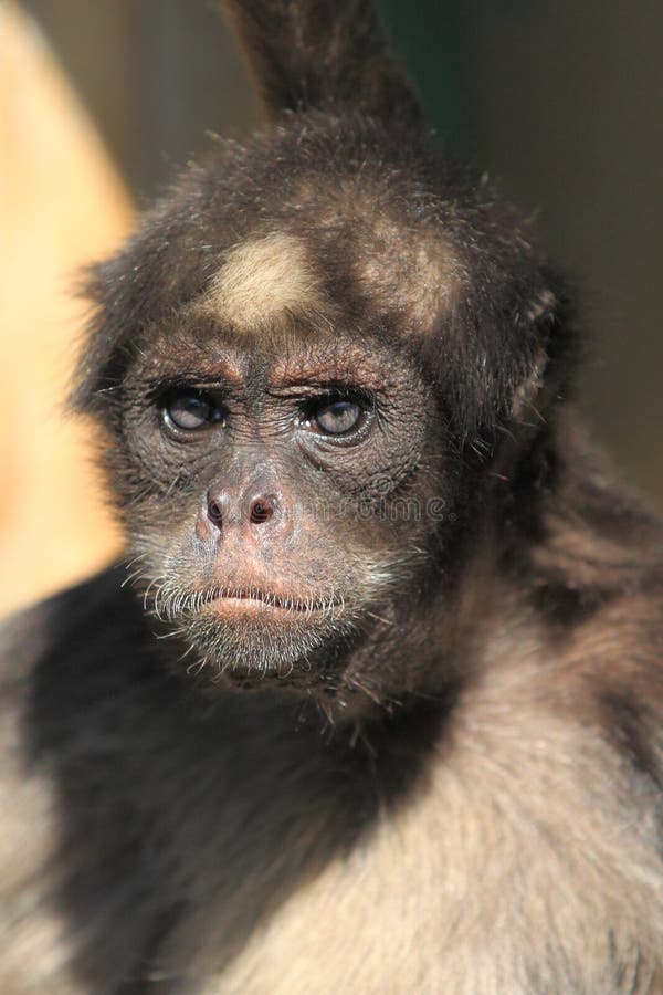 Brown-Klammeraffe stockfoto. Bild von tier, säugetier - 32796712