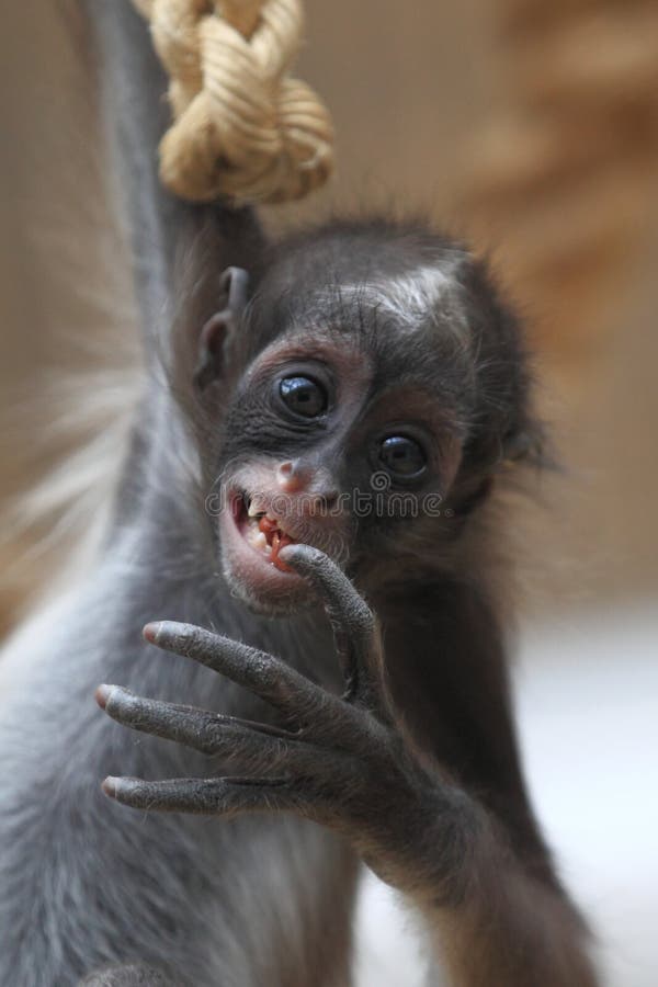 Brown-Klammeraffe stockfoto. Bild von tier, säugetier - 32796712