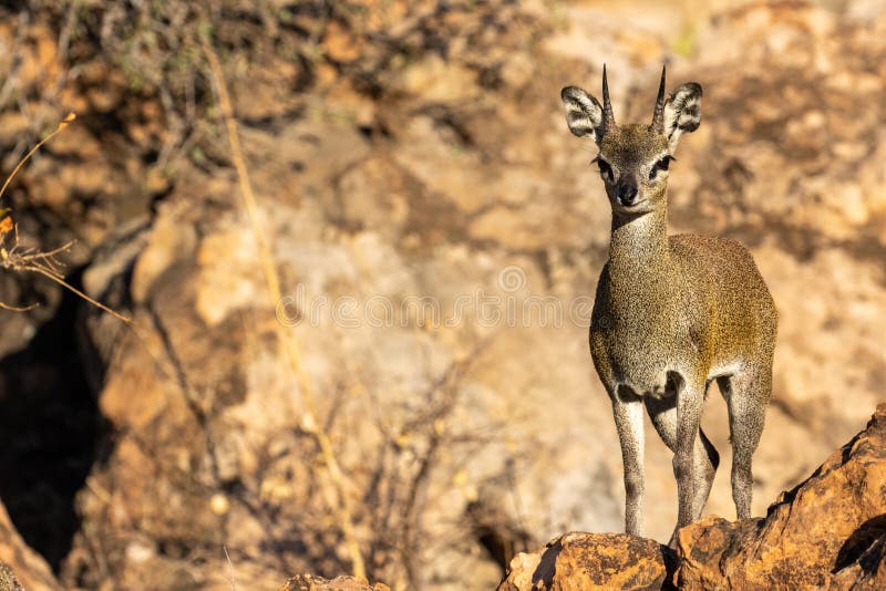 Brown Klipspringer Antelope on a Cliff at a Zoo Stock Photo - Image of ...