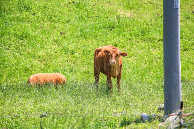Korean Cattle in Jeuj Island Stock Photo - Image of brown, nature: 54712562