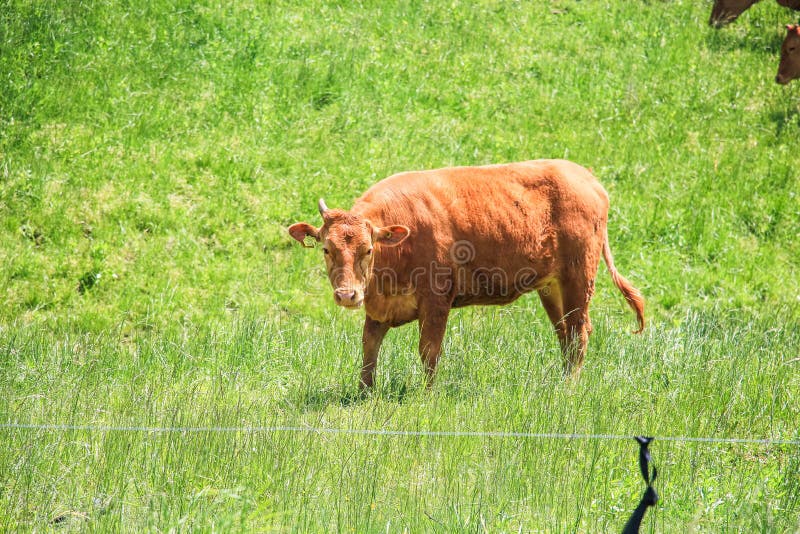 Brown Korean Native Cattle Grazing in the Field Stock Photo - Image of ...