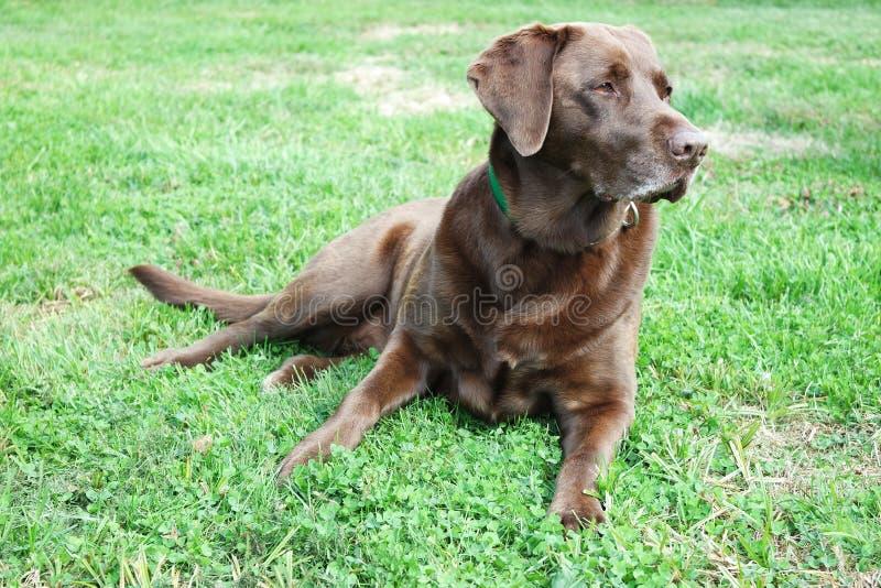 Brown lab stock image. Image of animals, cute, majestic - 86677019
