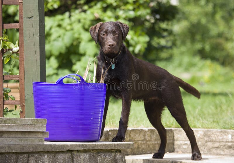 Brown Labrador stock image. Image of puppy, brown, labrador - 14920037