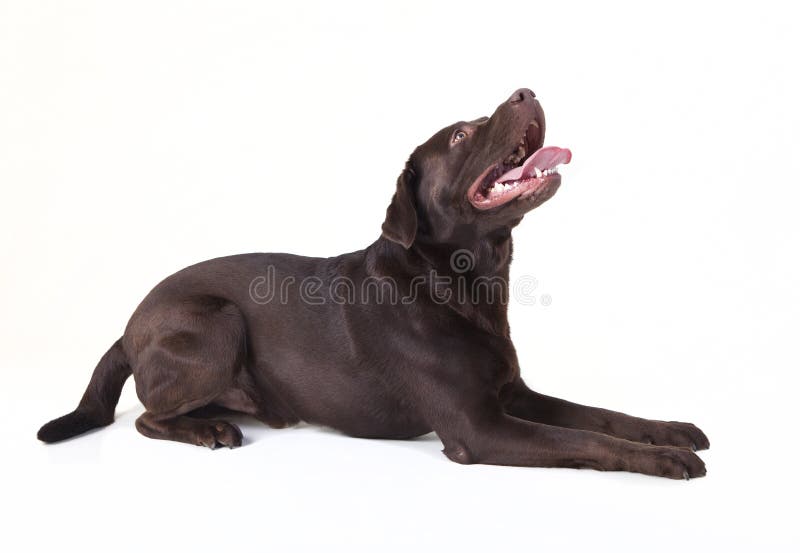 Profile of Labrador with Bone Stock Photo - Image of sweet, liver: 12161592