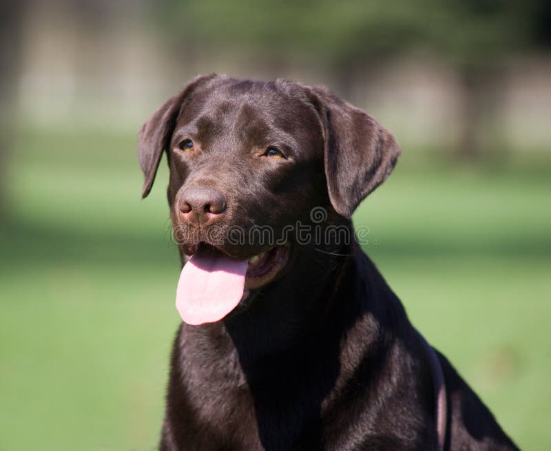 Brown labrador stock photo. Image of brown, pursuit, young - 9260756