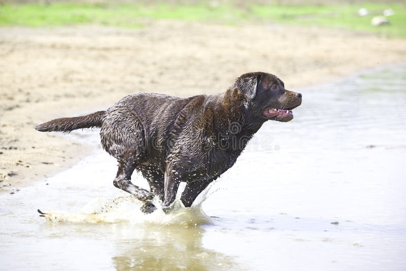 Le Chien D'arrêt De Brown Labrador Saute Dans L'eau Photo stock - Image ...