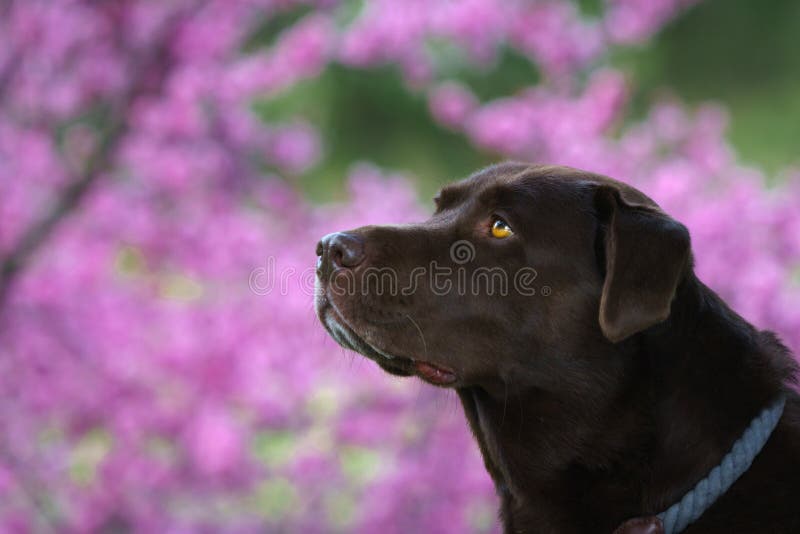 Brown Labrador stock image. Image of nature, cute, pets - 224778107