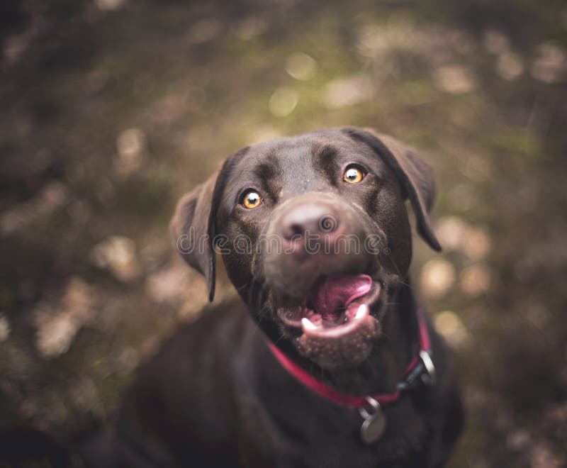 Brown labrador stock photo. Image of labrador, cute, smiling - 88834620