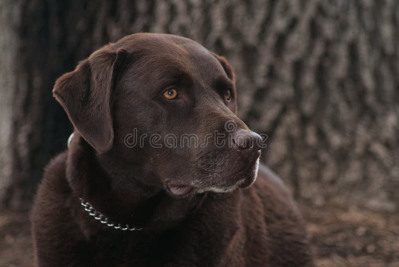 Brown labrador dog stock image. Image of curious, chocolate - 40025191