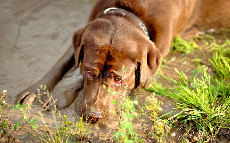 Brown Labrador Dog Lying Puddle Mud Stock Photos - Free & Royalty-Free ...