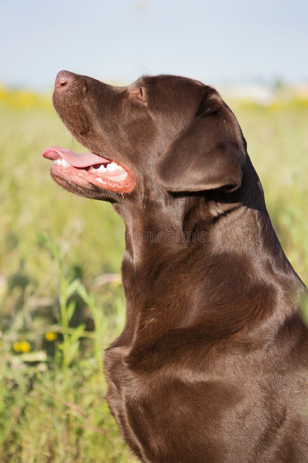 A Brown Labrador Dog in the Nature Stock Image - Image of drawing ...