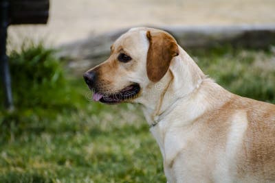 133 Yellow Lab Head Shot Stock Photos - Free & Royalty-Free Stock ...