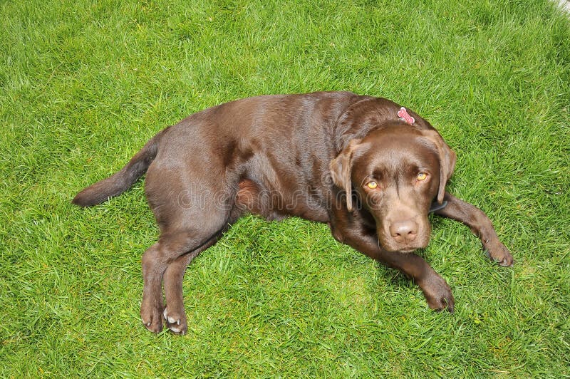 Brown Labrador stock image. Image of female, reliable - 40732383