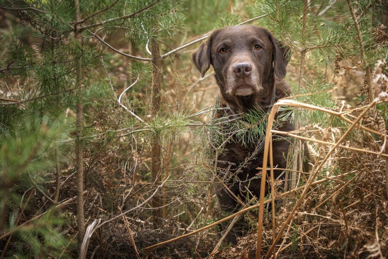 Brown Labrador Hiding in a Forest between the Trees Stock Photo - Image ...