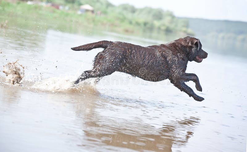 Brown Labrador Jumping in the Water Stock Image - Image of playful ...