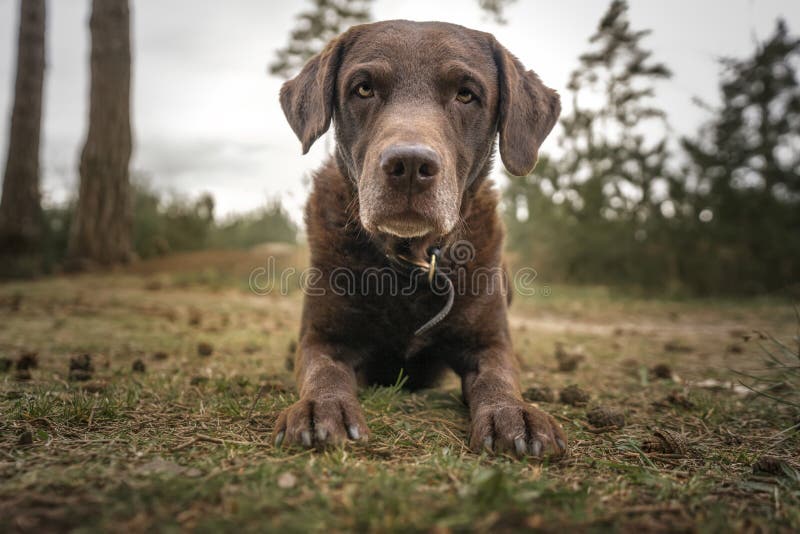 Brown Labrador Laying Down Close Up of Head and Paws Looking at the ...