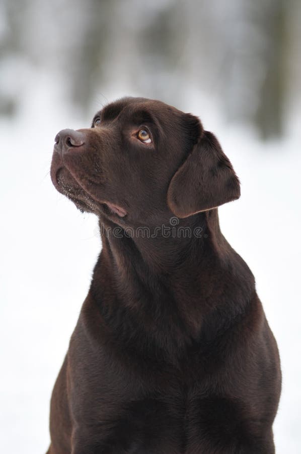 Brown labrador portrait stock photo. Image of retreiver - 29073436
