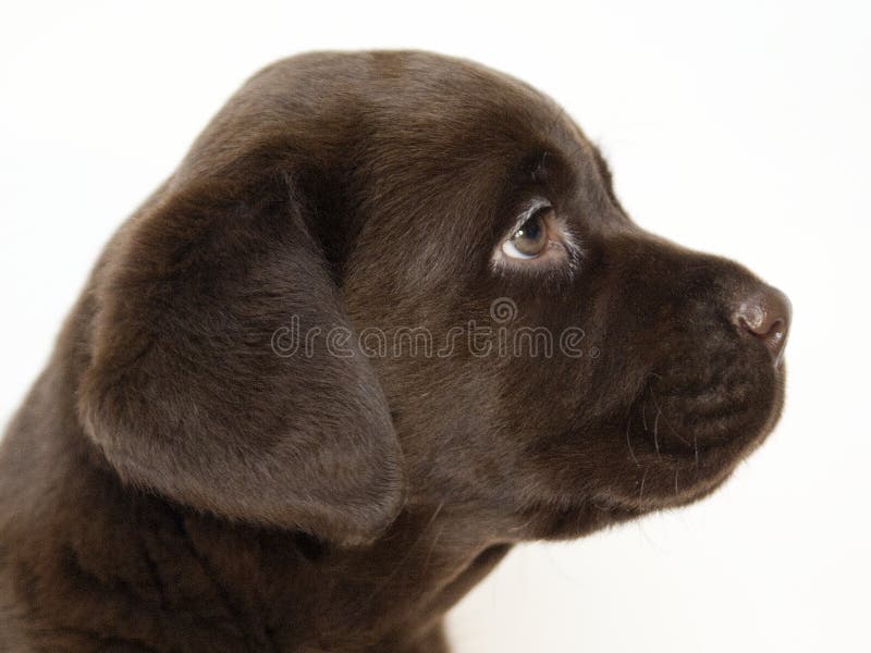 Brown Labrador puppy stock photo. Image of eyes, nice - 23003104