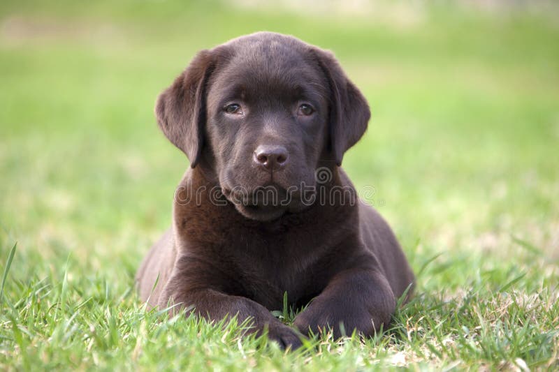 Brown Labrador puppy stock photo. Image of chocolate - 10584232