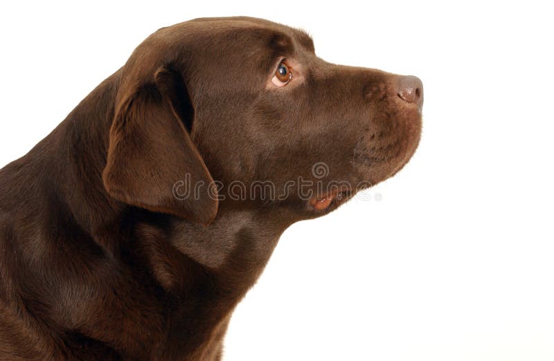 Brown Labrador puppy head stock image. Image of chocolate - 23003435