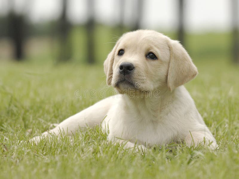 Brown Labrador puppy head stock photo. Image of eyes - 23003452