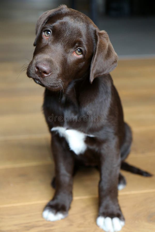 Brown Labrador puppy stock photo. Image of chocolate - 10584232