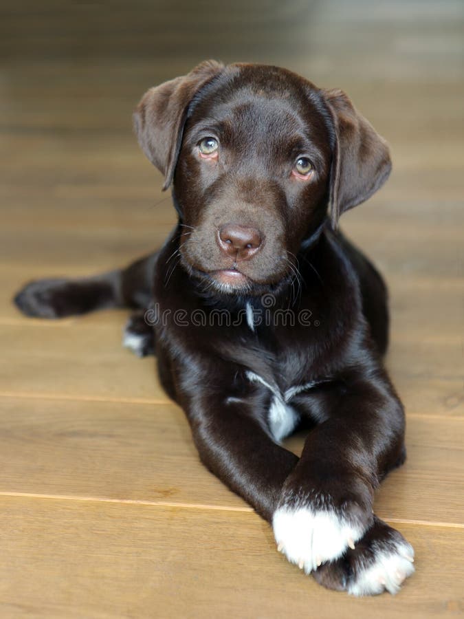 Brown labrador puppy stock photo. Image of nature, floor - 136528680