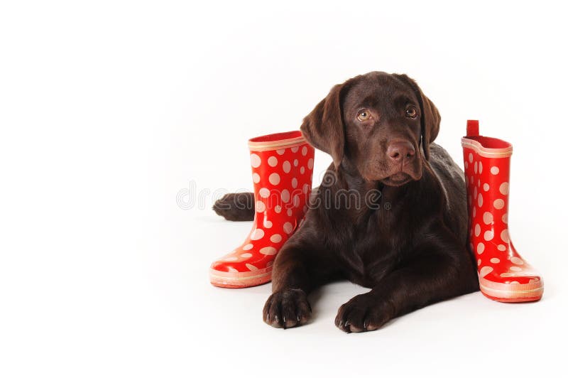 Brown Labrador Puppy Lying with Rubber Boots on a White Backgr Stock ...